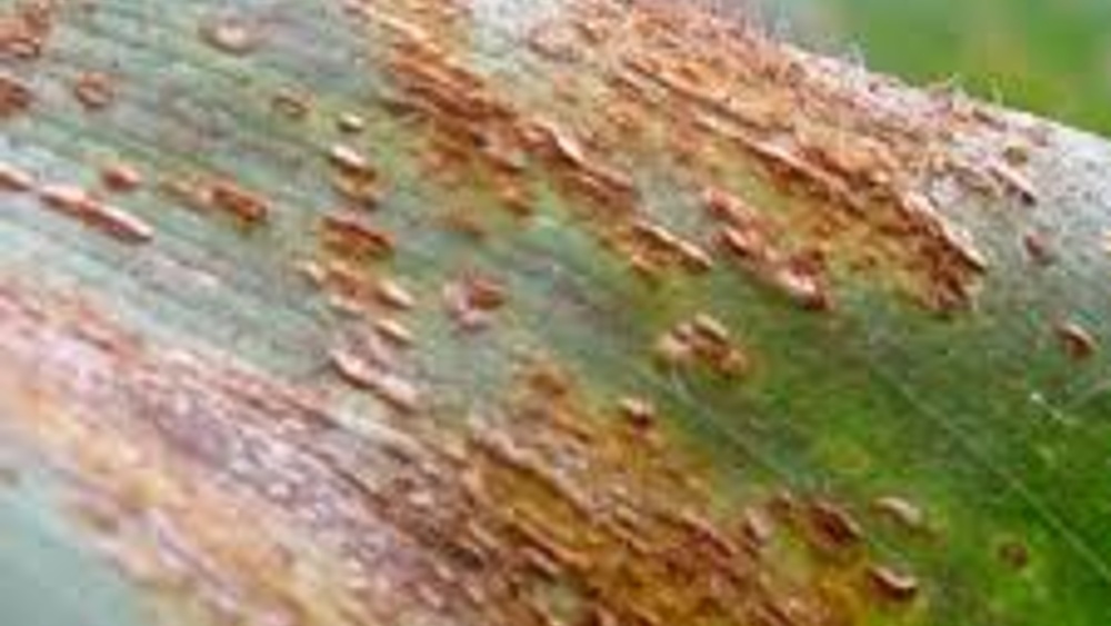 Common rust (Puccinia sorghi) - Agricultural Solutions