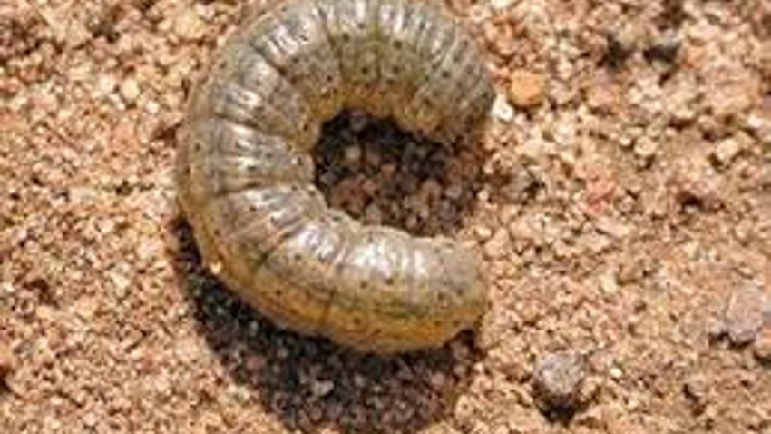 Cutworm - Agricultural Solutions