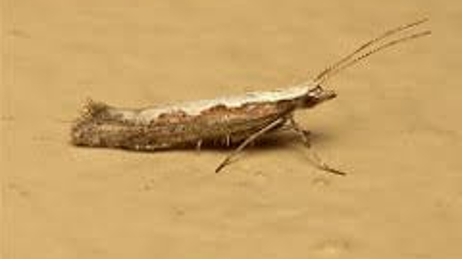Diamondback moth (Plutella xylostella) - Agricultural Solutions