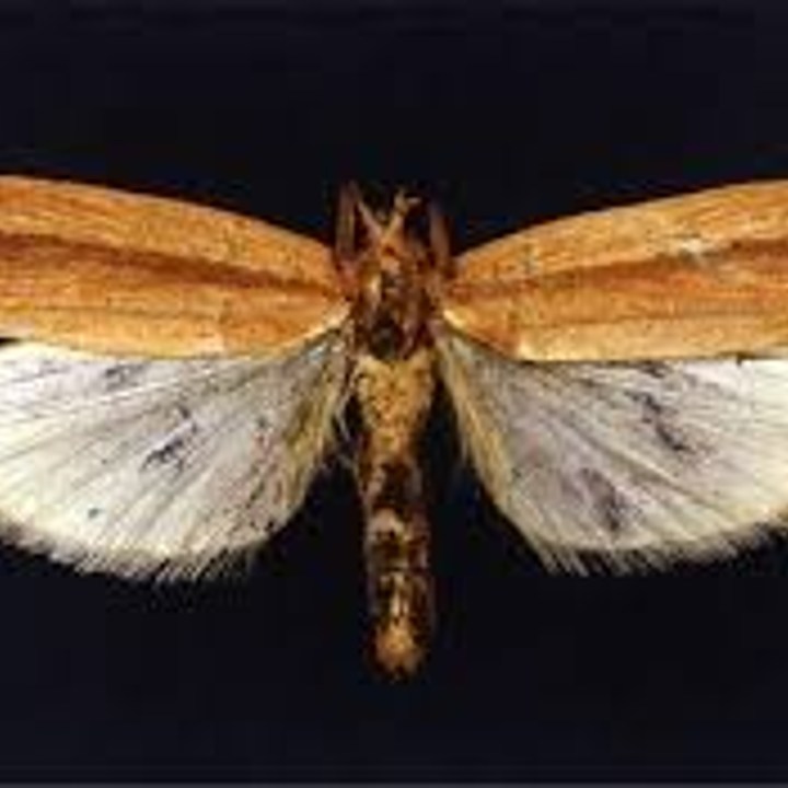 Sugarcane - Agricultural Solutions