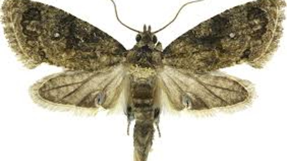 False Codling moth - Agricultural Solutions