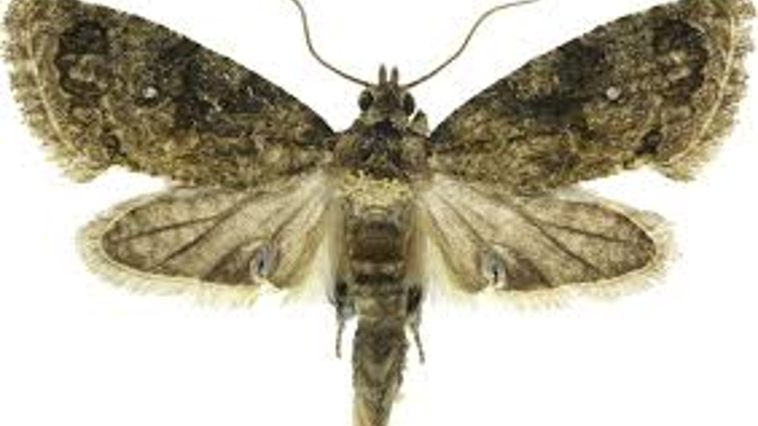 False Codling moth - Agricultural Solutions