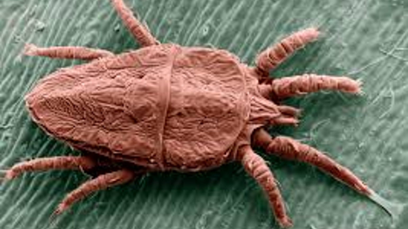 Platmyt (Brevipalpus californicus) - Agricultural Solutions