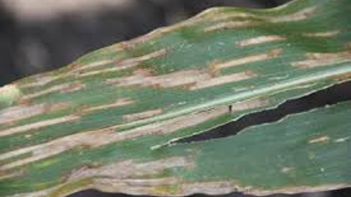 Grey leaf spot (Cercospora zeae-maydis) - Agricultural Solutions