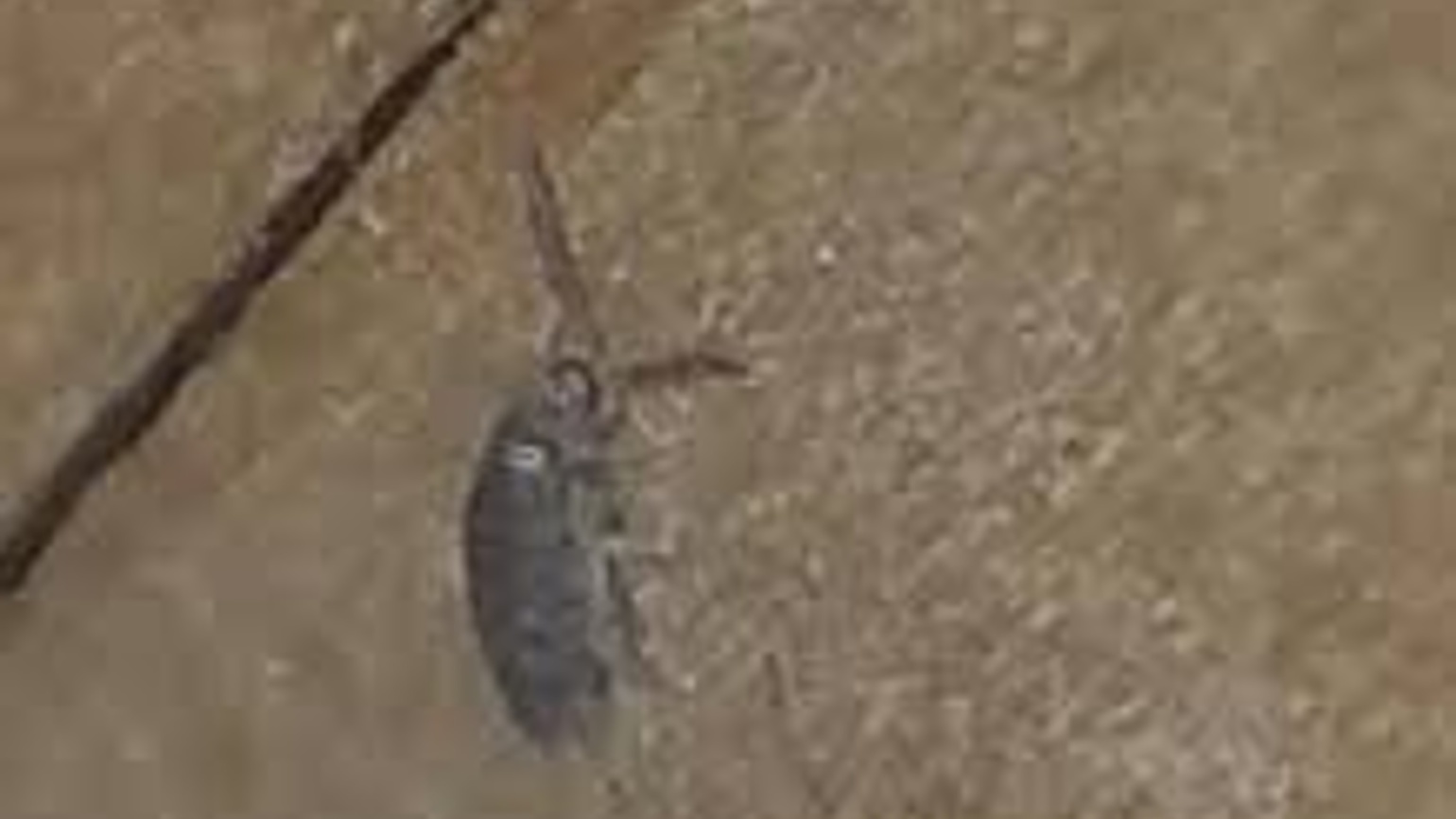 Grey mite - Agricultural Solutions