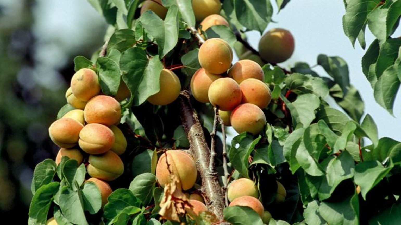 Appelkoos - Agricultural Solutions