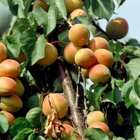 Pests (Insects & Rodents) - Agricultural Solutions