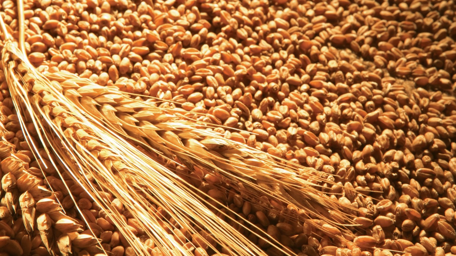 BASF Barley solutions