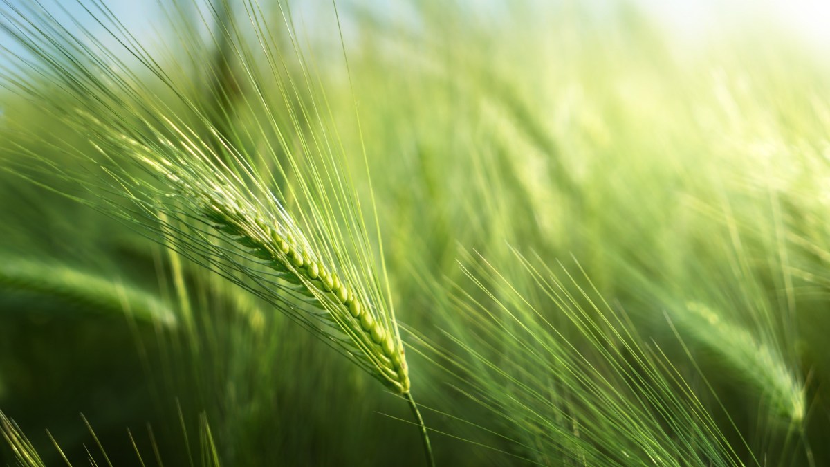 BASF Barley solutions