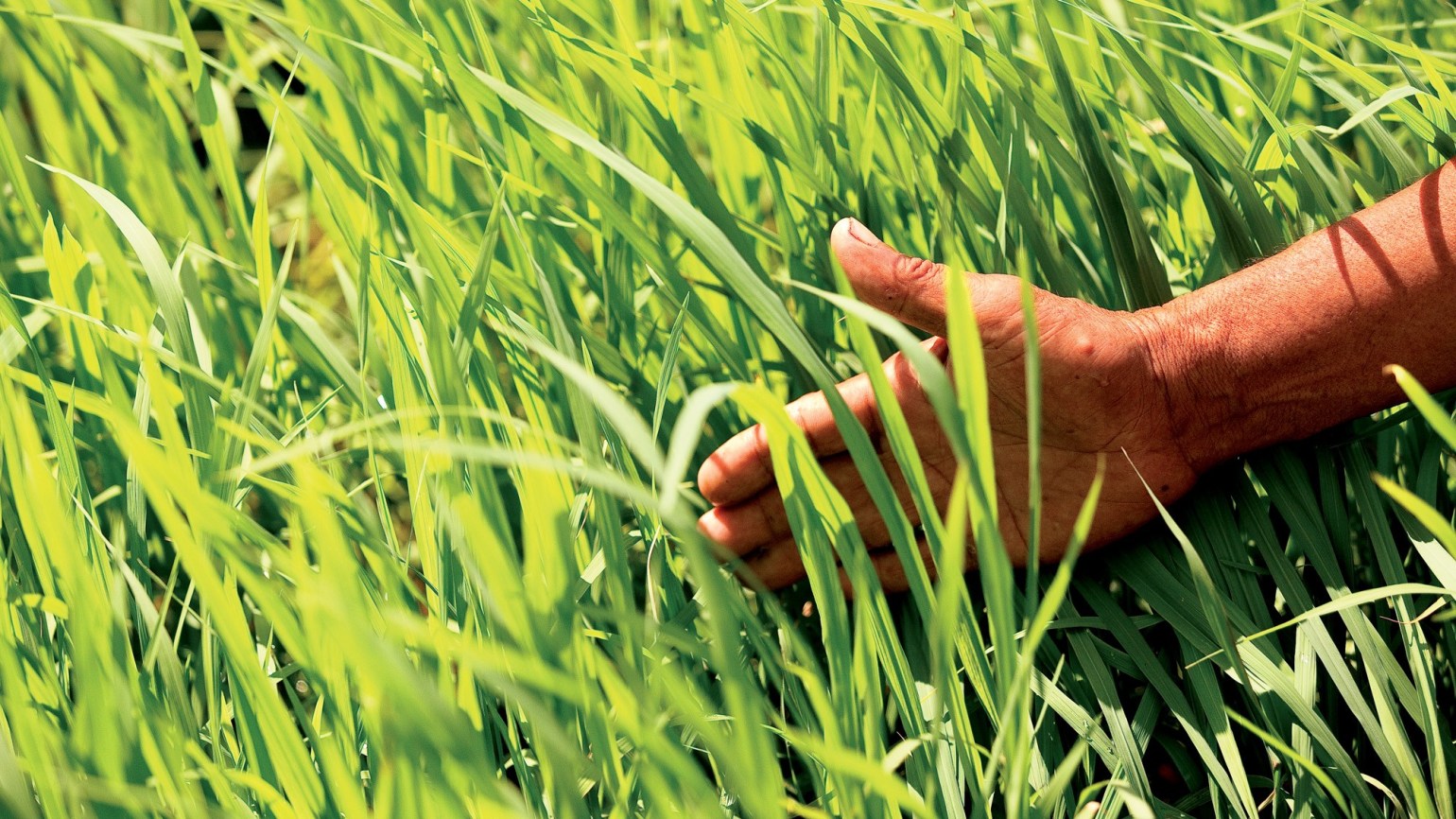 Stalk & Stem - Agricultural Solutions