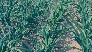 Onions Spring - Agricultural Solutions