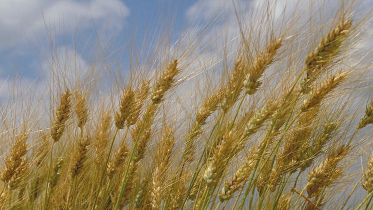 Winter Durum Wheat - Agricultural Solutions