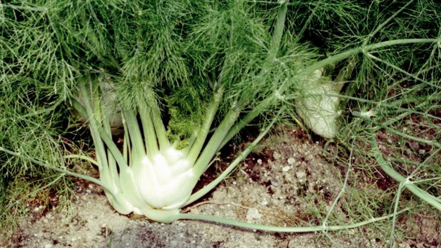 Fennel - Agricultural Solutions