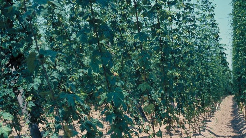 Hops - Agricultural Solutions