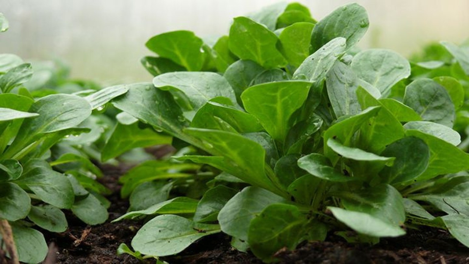 Lamb's Lettuce - Agricultural Solutions