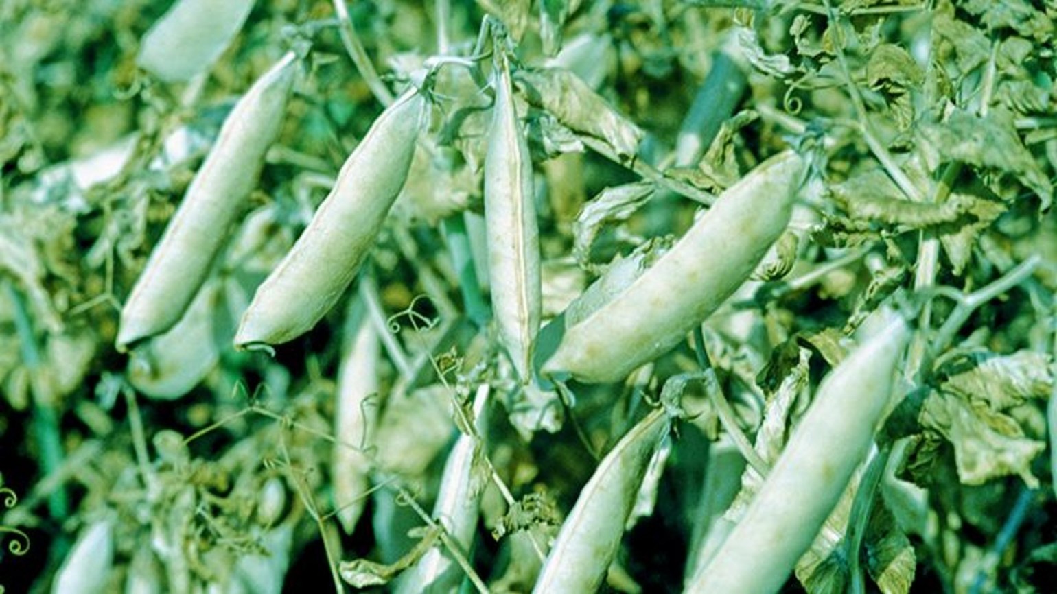 Serradella - Agricultural Solutions