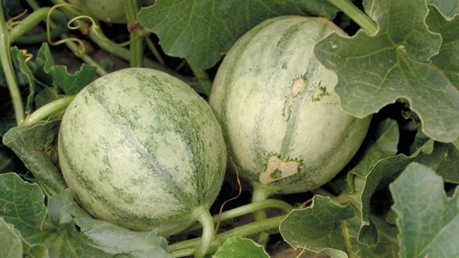 Melon-Musk/Netted - Agricultural Solutions
