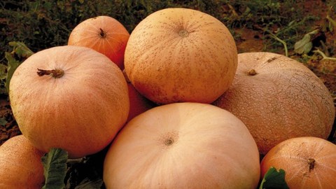 Pumpkin Hybrids - Agricultural Solutions