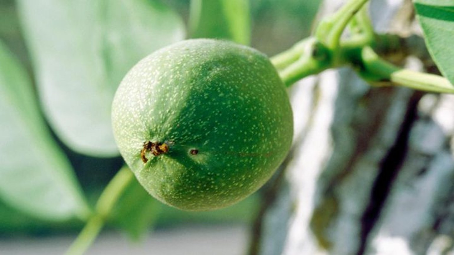 Beech Nut - Agricultural Solutions