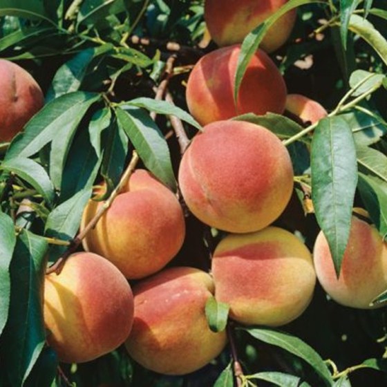 Disease rust - Agricultural Solutions