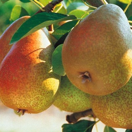 Pernicious scale - Agricultural Solutions