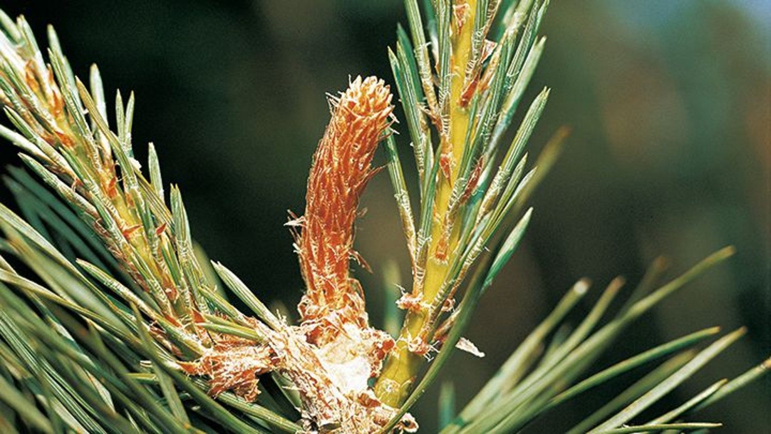 Pine - Agricultural Solutions