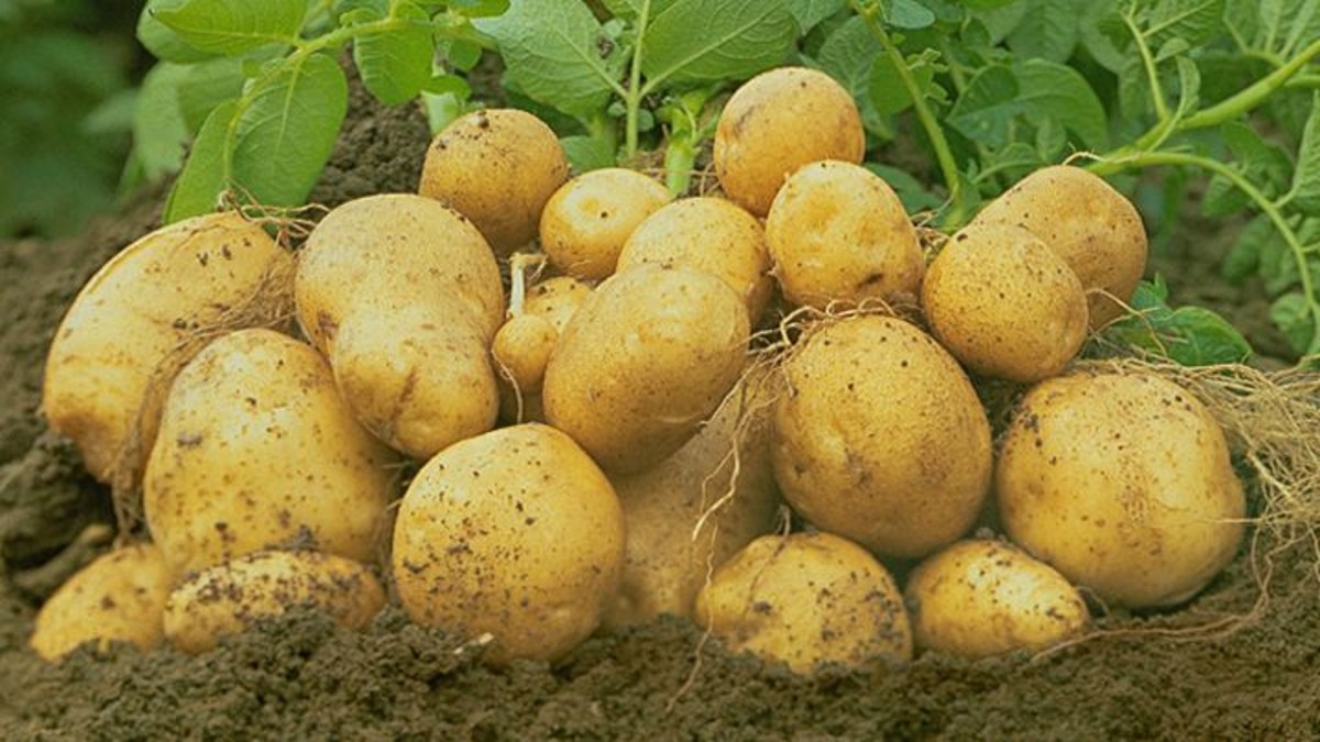 Aartappels - Agricultural Solutions
