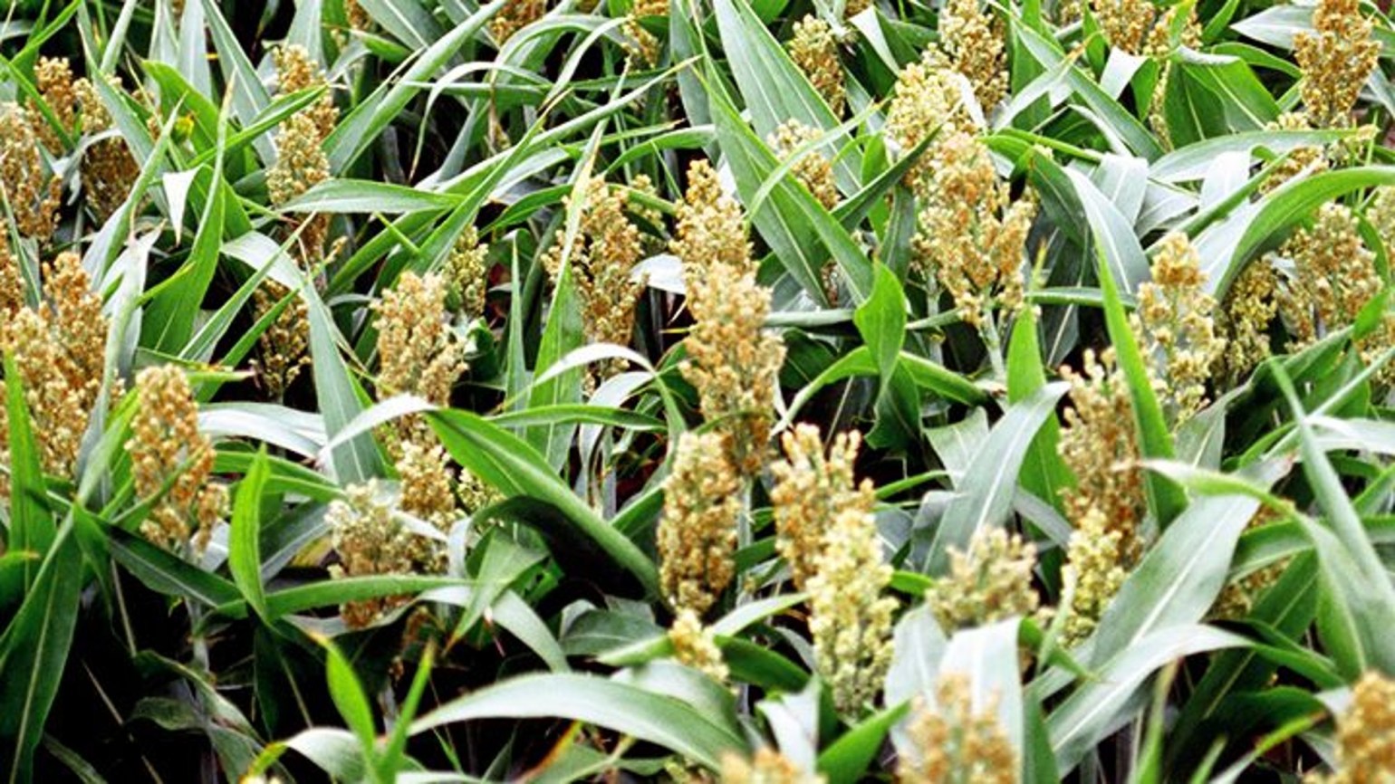 Sorghum - Agricultural Solutions