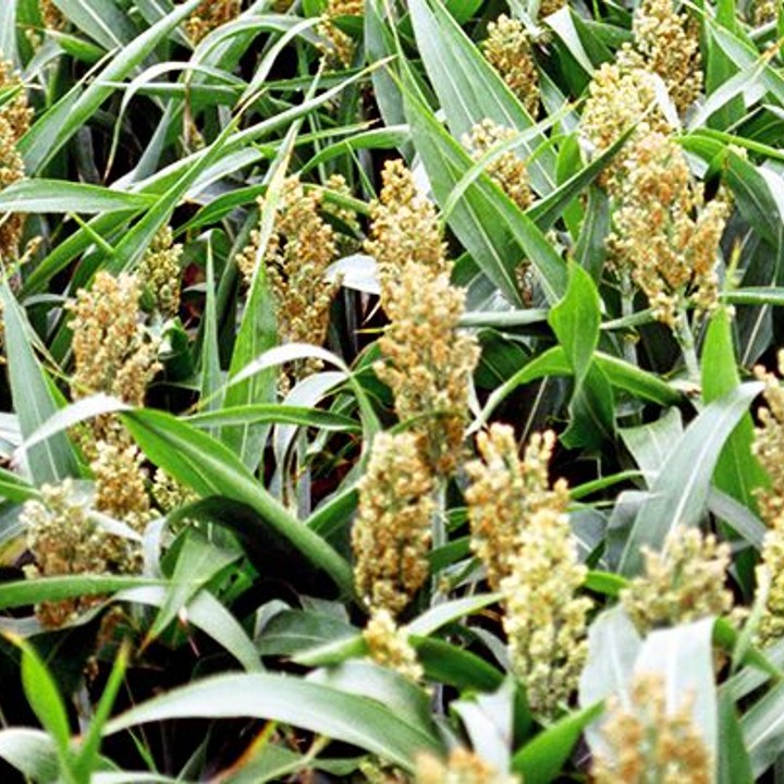 Annual broadleaf weeds - Agricultural Solutions