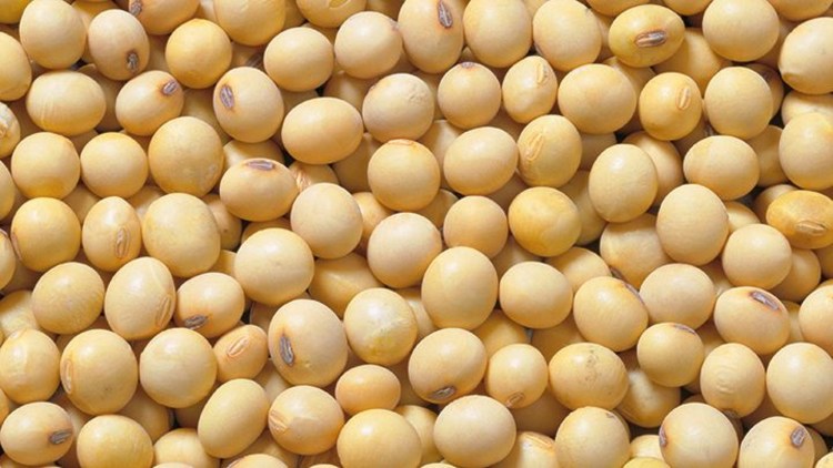 Soybean - Soya - Agricultural Solutions