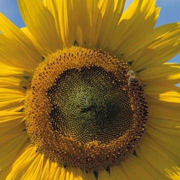 Disease rust - Agricultural Solutions