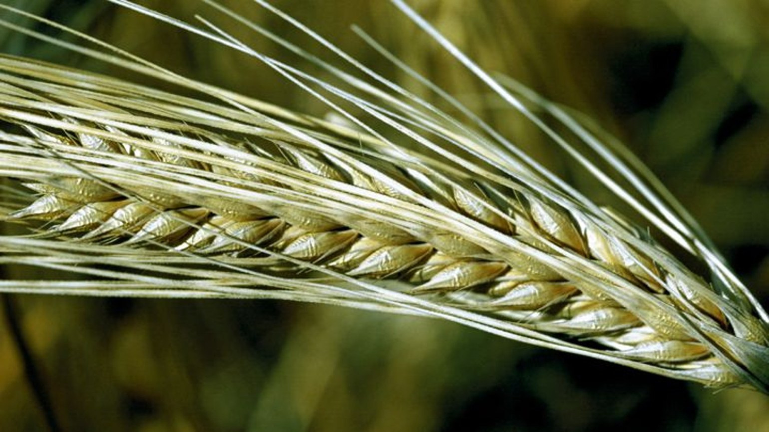 Triticale - Agricultural Solutions