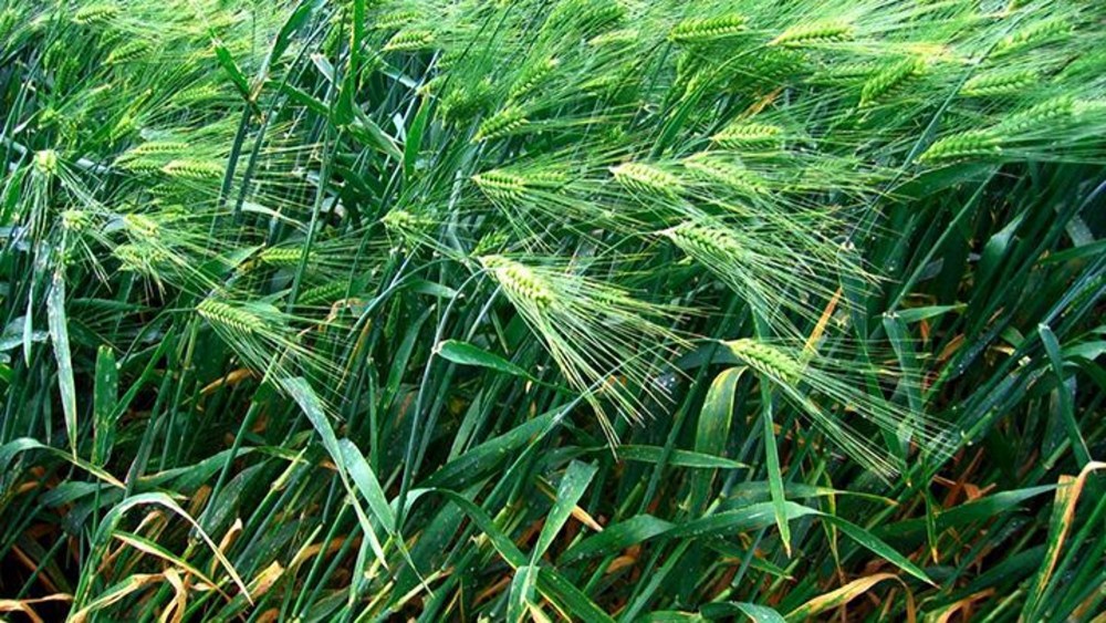Winter Barley - Agricultural Solutions