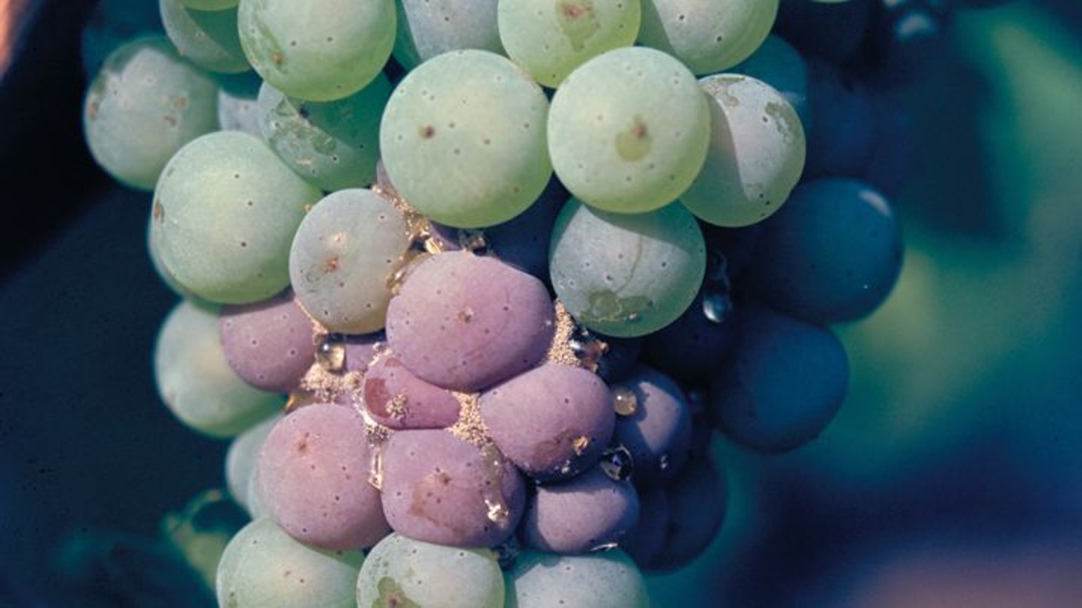 Botrytis (Botrytis cinerea) - Agricultural Solutions