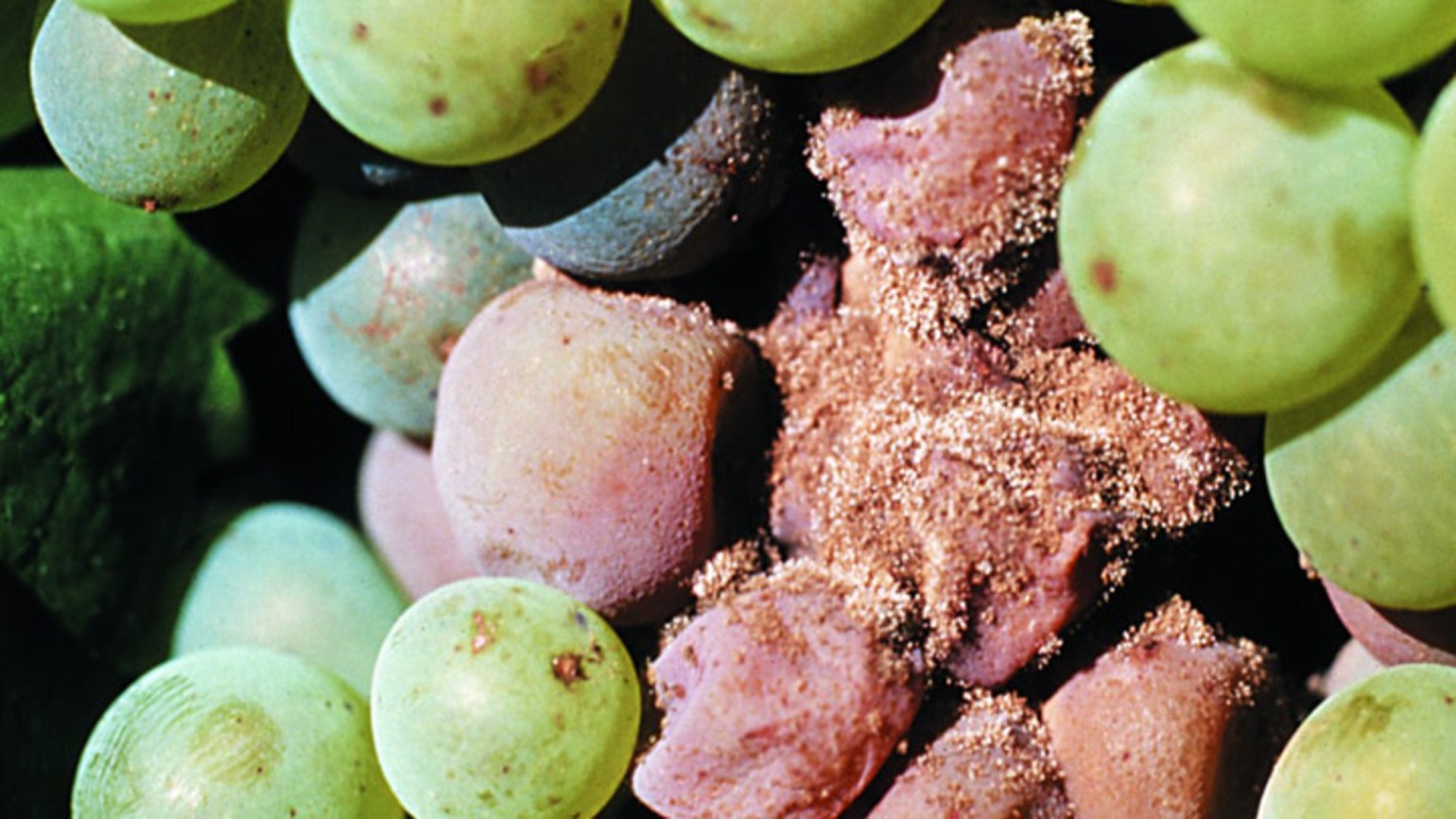 Botrytis (Botrytis cinerea) - Agricultural Solutions