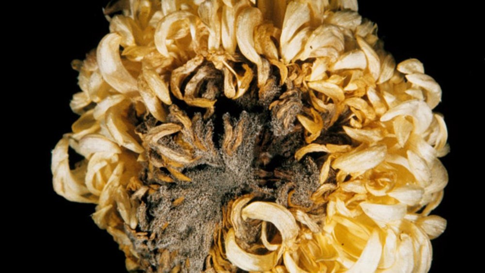 Botrytis (Botrytis cinerea) - Agricultural Solutions