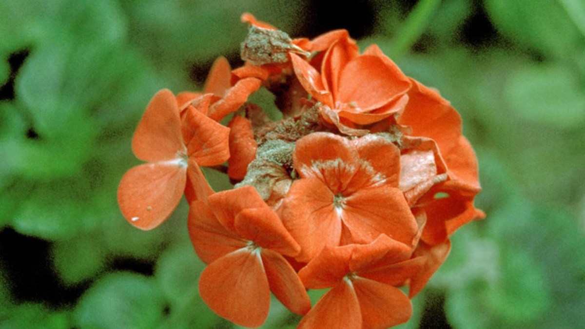 Botrytis (Botrytis cinerea) - Agricultural Solutions