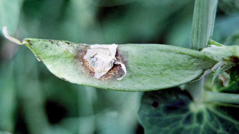 Botrytis (Botrytis cinerea) - Agricultural Solutions