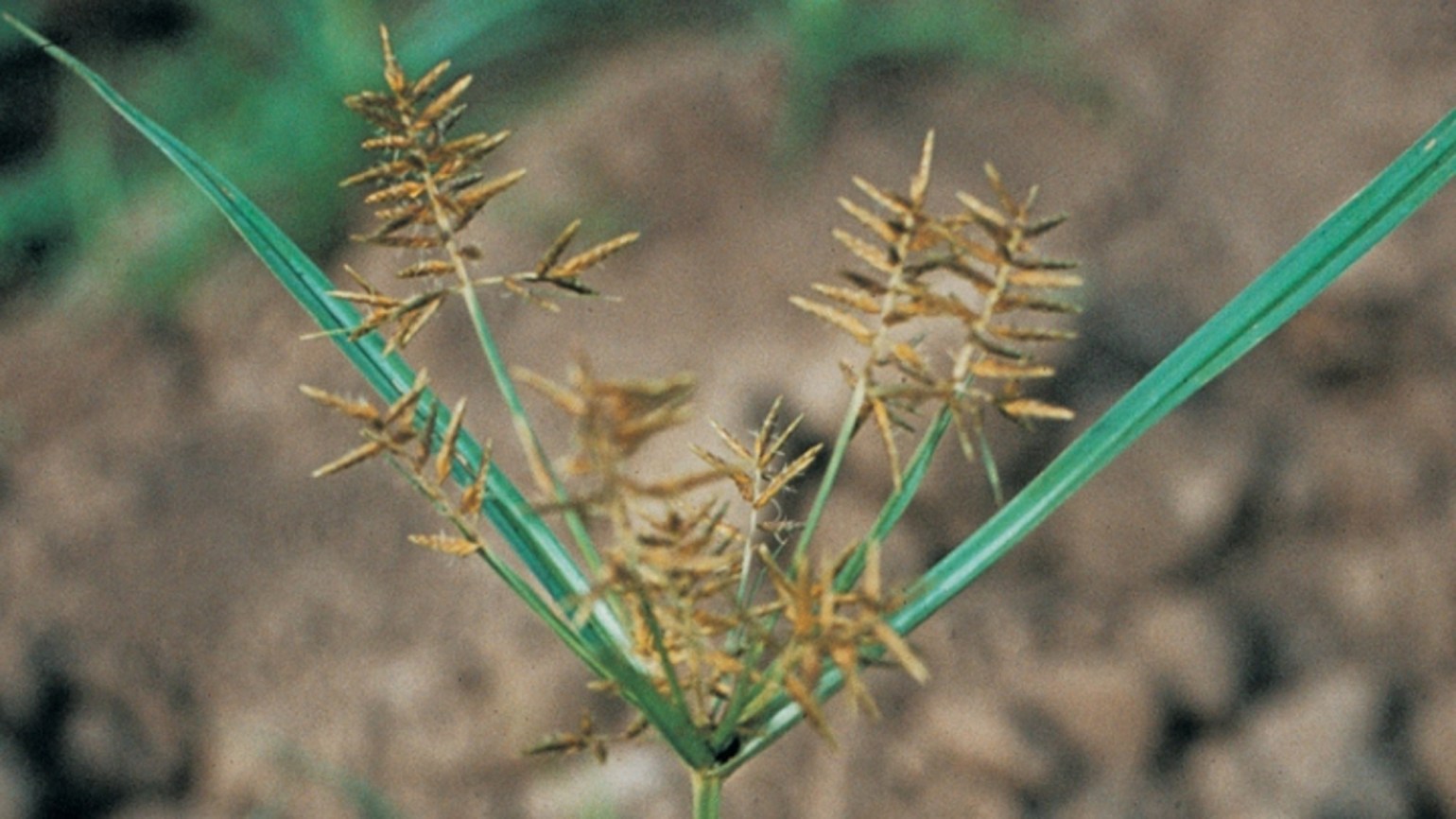 Yellow nutsedge - Agricultural Solutions