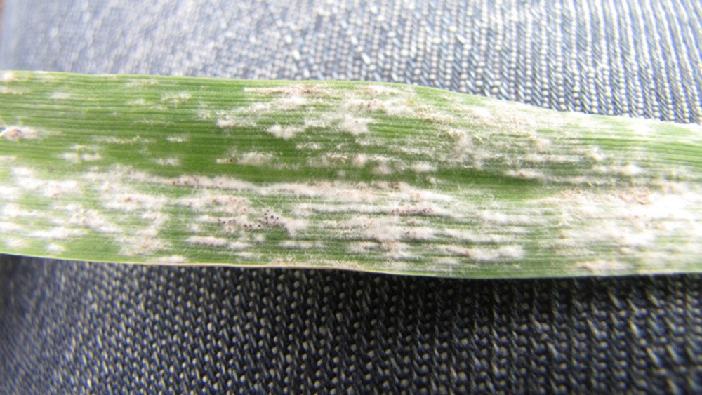 Powdery Mildew (Erysiphe graminis) - Agricultural Solutions