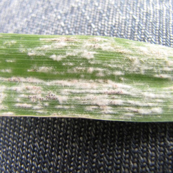 Cereals - Agricultural Solutions