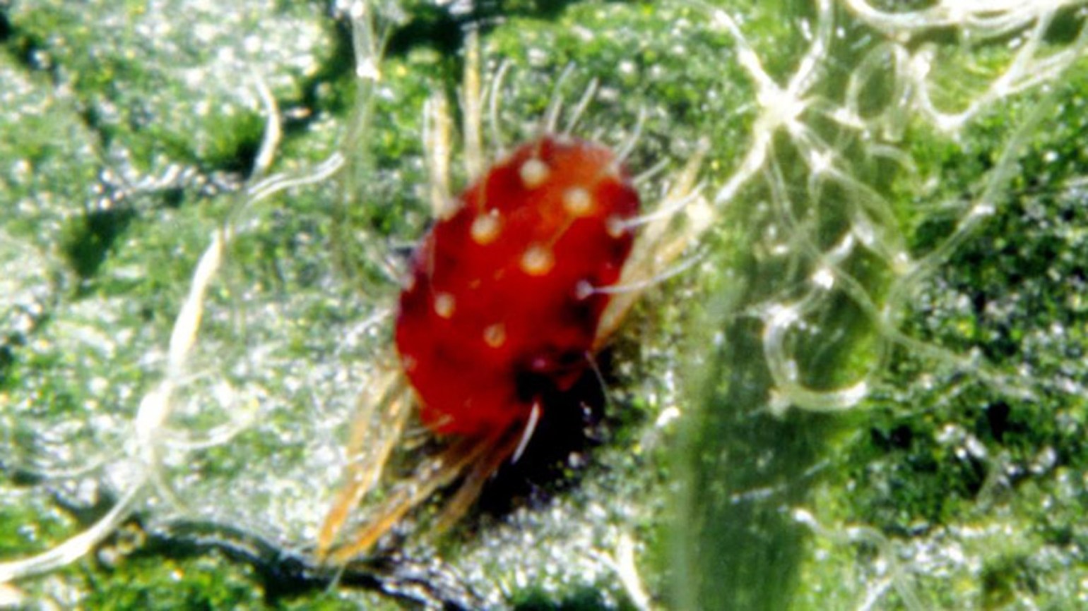 European red mite - Agricultural Solutions