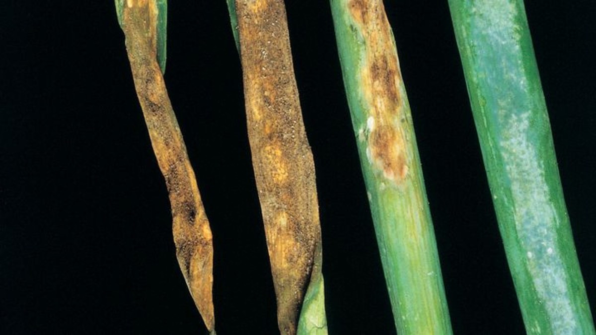 Downy mildew (Peronospora destructor) - Agricultural Solutions