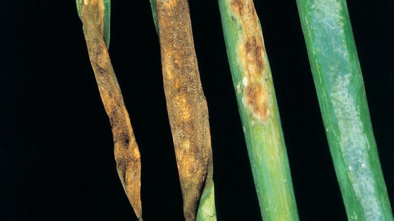 Downy mildew (Peronospora destructor) - Agricultural Solutions