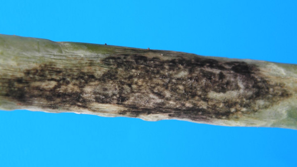 Donsige skimmel (Peronospora destructor) - Agricultural Solutions