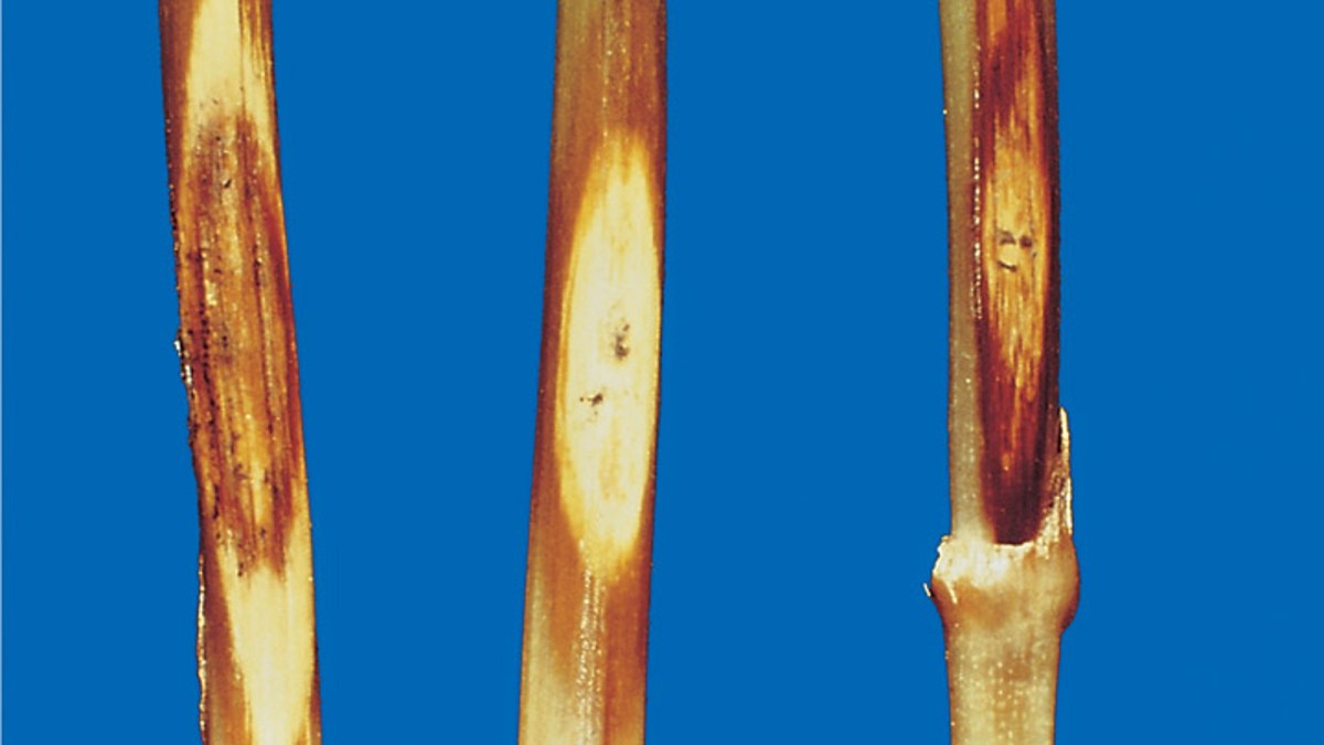 Eye spot - Agricultural Solutions