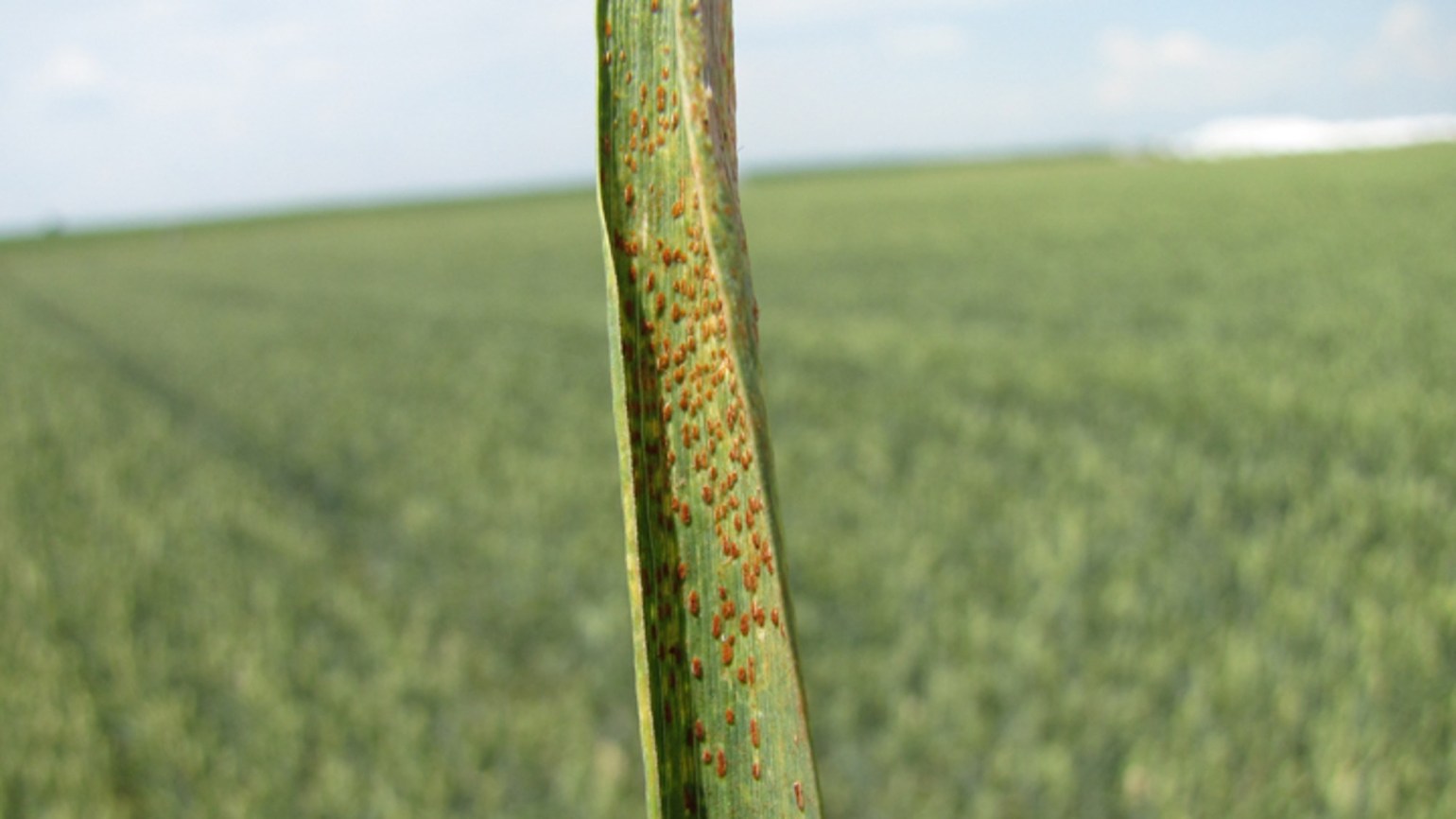 Stem rust (Puccinia graminis) - Agricultural Solutions