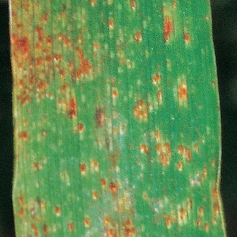 Cereals - Agricultural Solutions