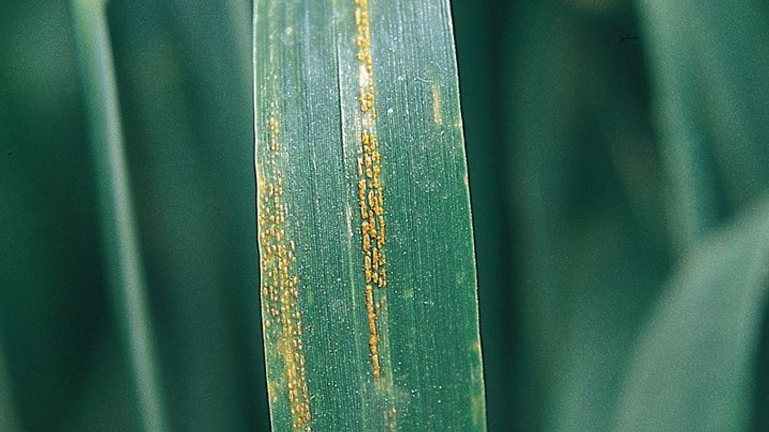 Yellow rust - Agricultural Solutions