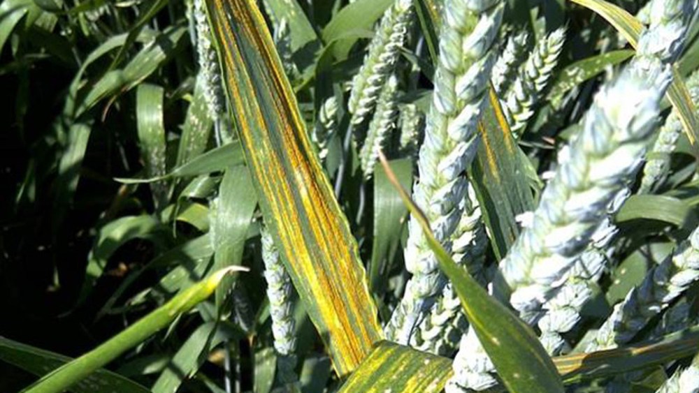 Yellow rust - Agricultural Solutions